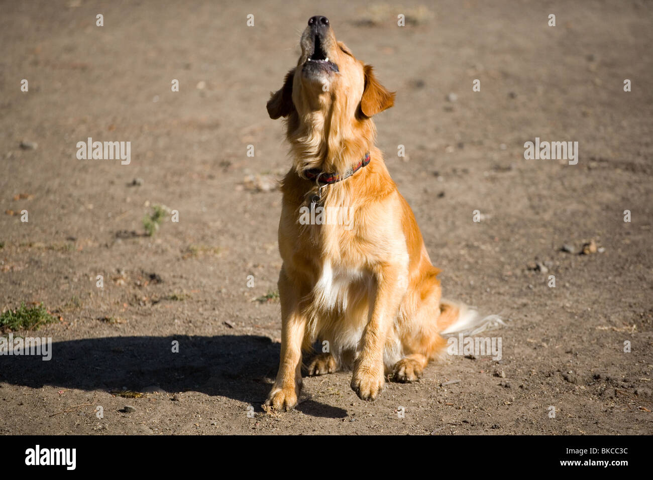 Dog howling hi-res stock photography and images - Alamy