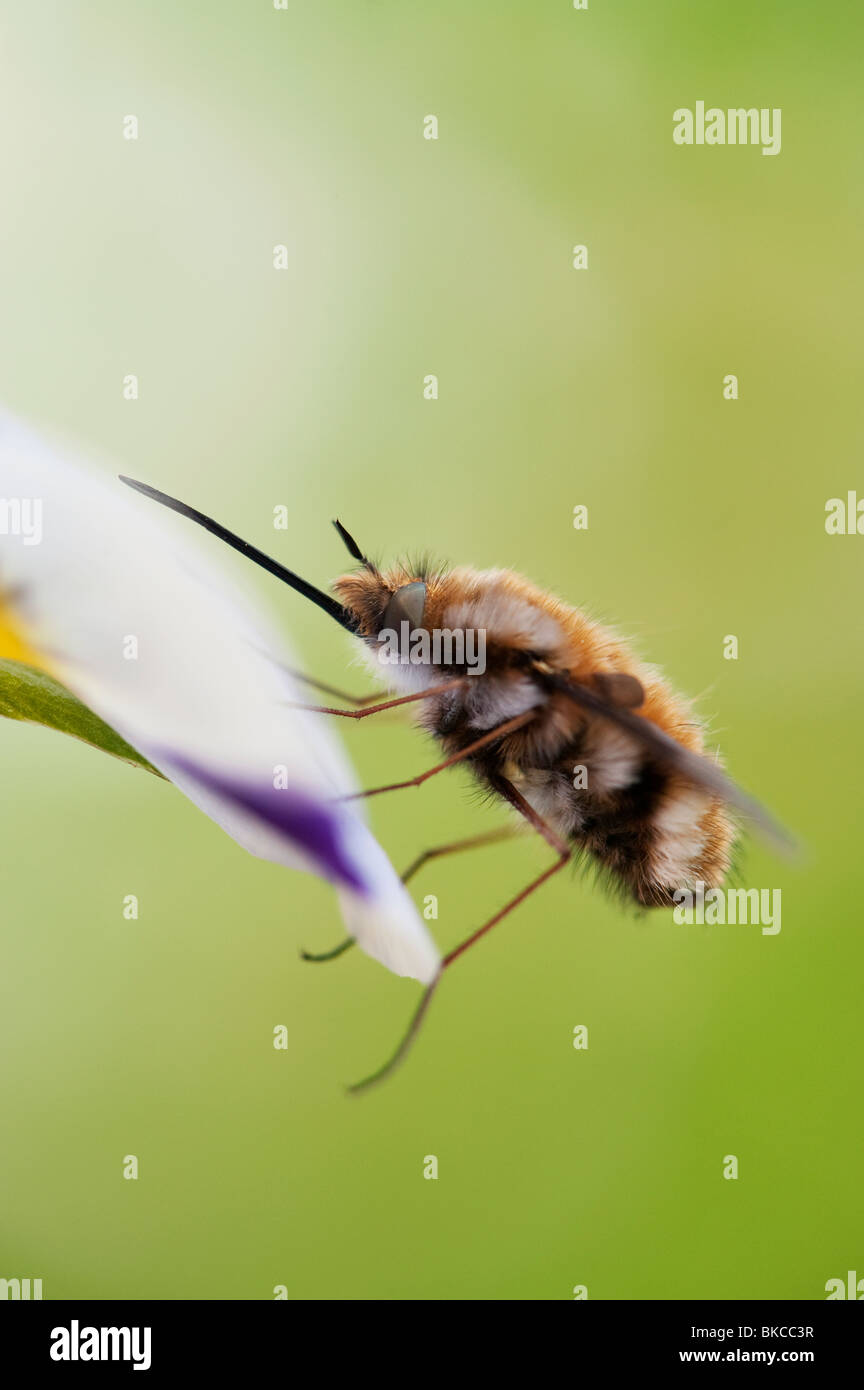 Bombylius major. Large Bee fly / Dark-edged Bee-fly resting on a flower ...