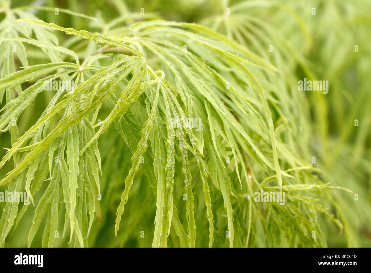 Classic green weeping Maple, Green laceleaf, threadleaf, or cutleaf ...