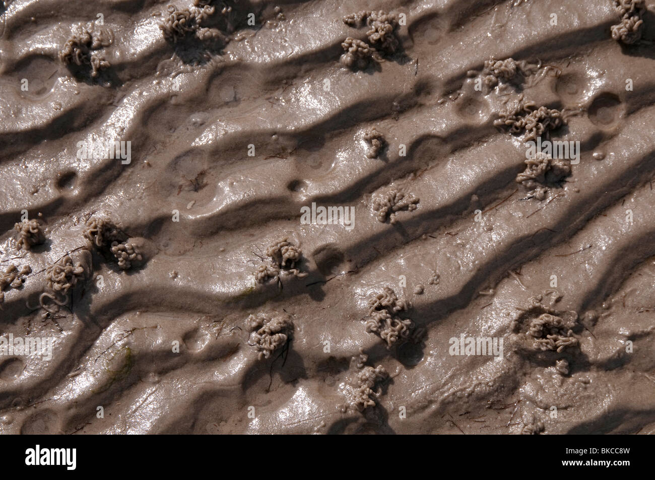 Lug worm hi-res stock photography and images - Alamy