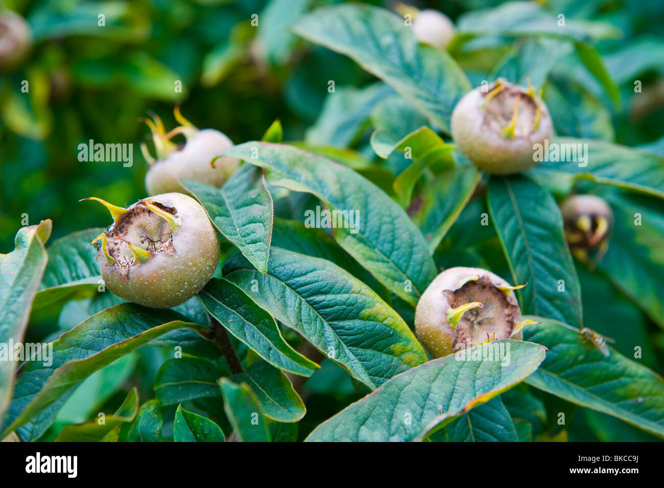 Common Medlar Mespilus germanica foliage and fruit growing on tree UK ...