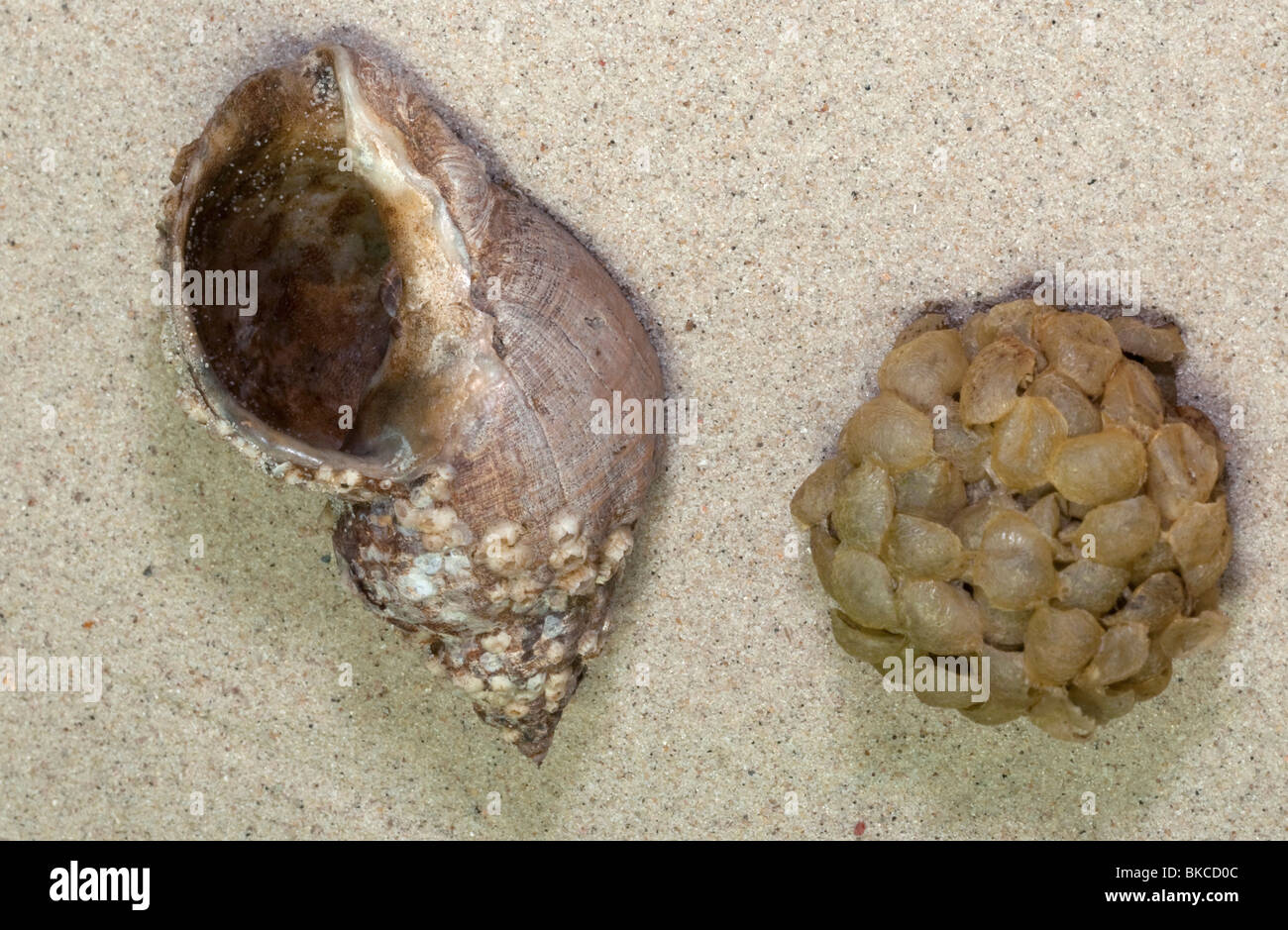 Shell and egg case of Common Whelk (Buccinum undatum) on beach sand ...