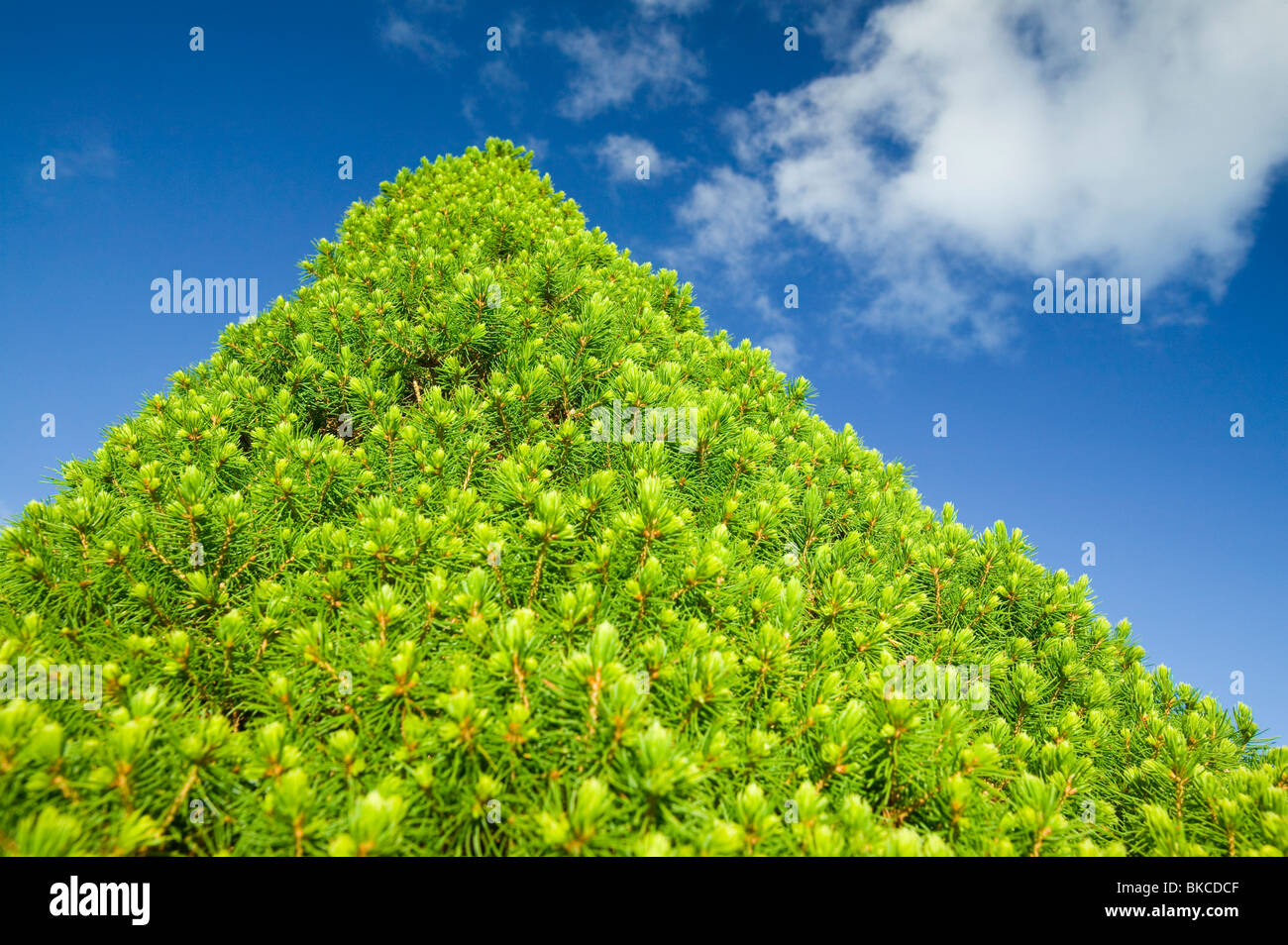 A conifer tree in a garden Stock Photo - Alamy