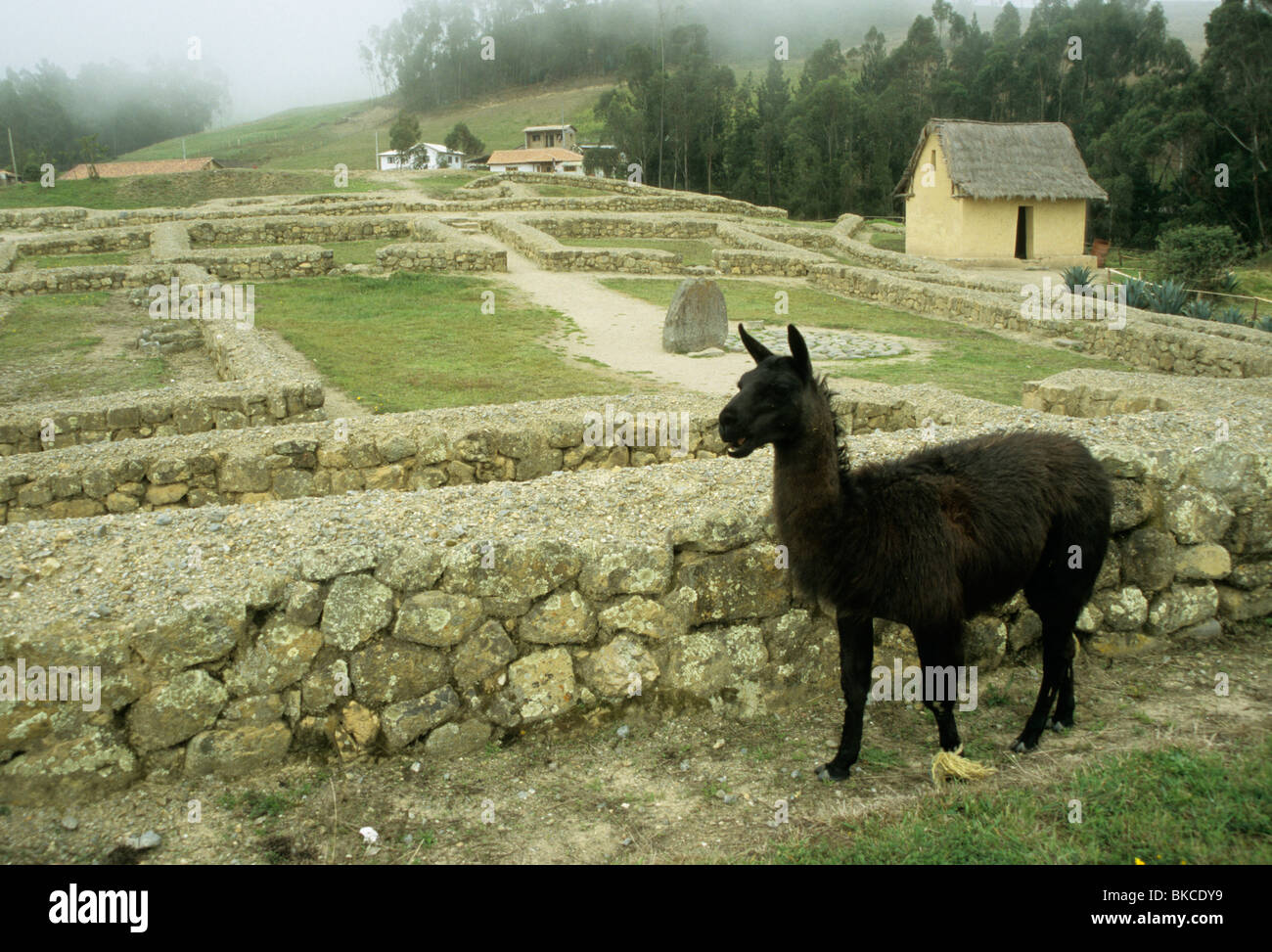 Lama in front of the ruins of the Inca temple Ingapirca, Ecuador Stock ...