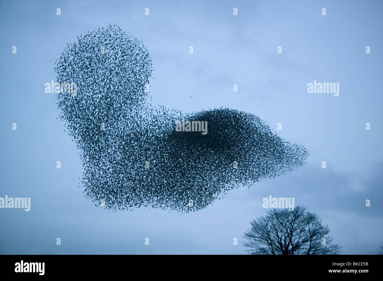 Birds gathering numbers dusk roost hi-res stock photography and images ...