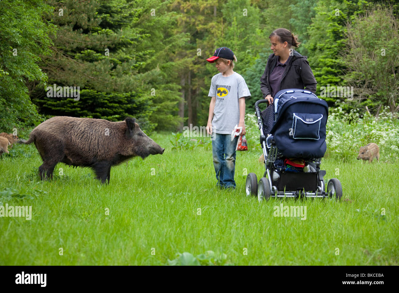 Wild Boar (Sus scrofa), female with passengers Stock Photo - Alamy