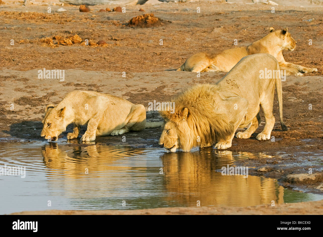 3 lionesses hi-res stock photography and images - Alamy