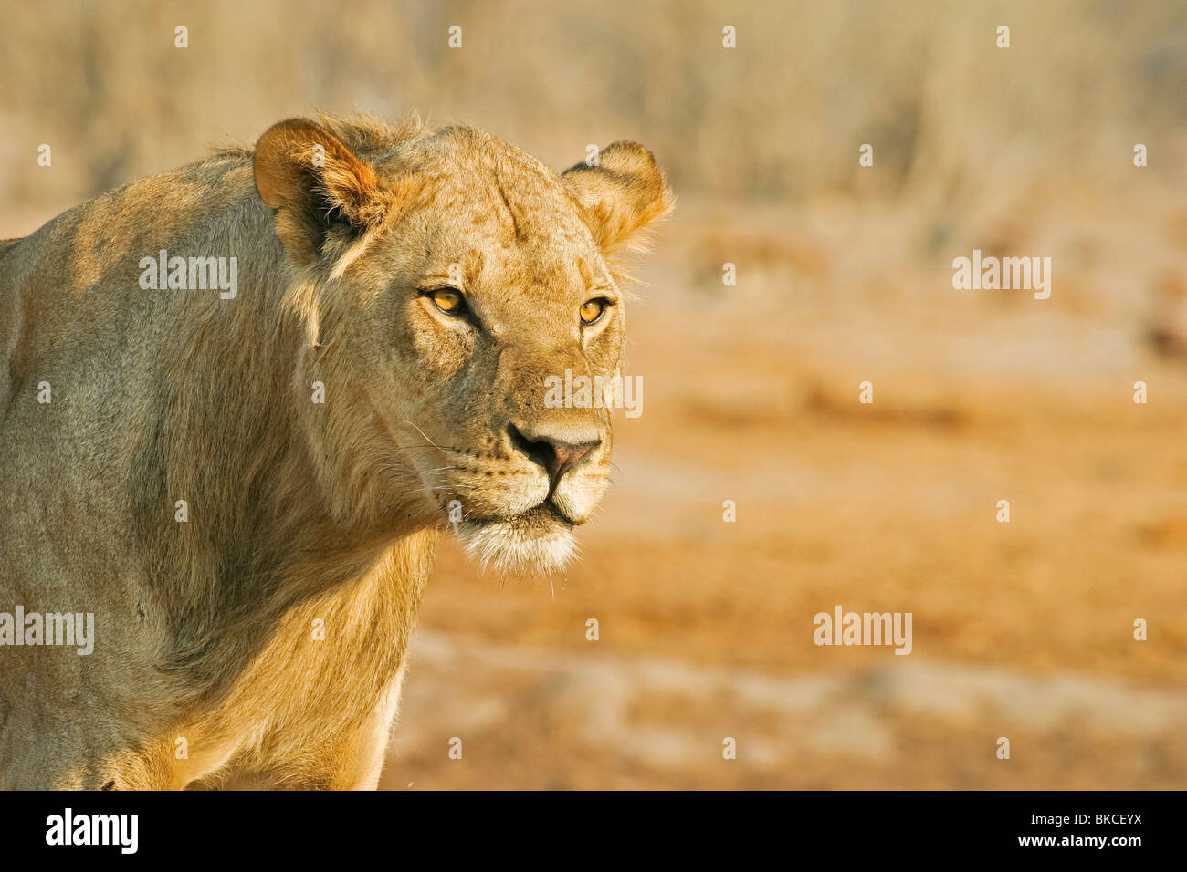 Lionesses head hi-res stock photography and images - Alamy