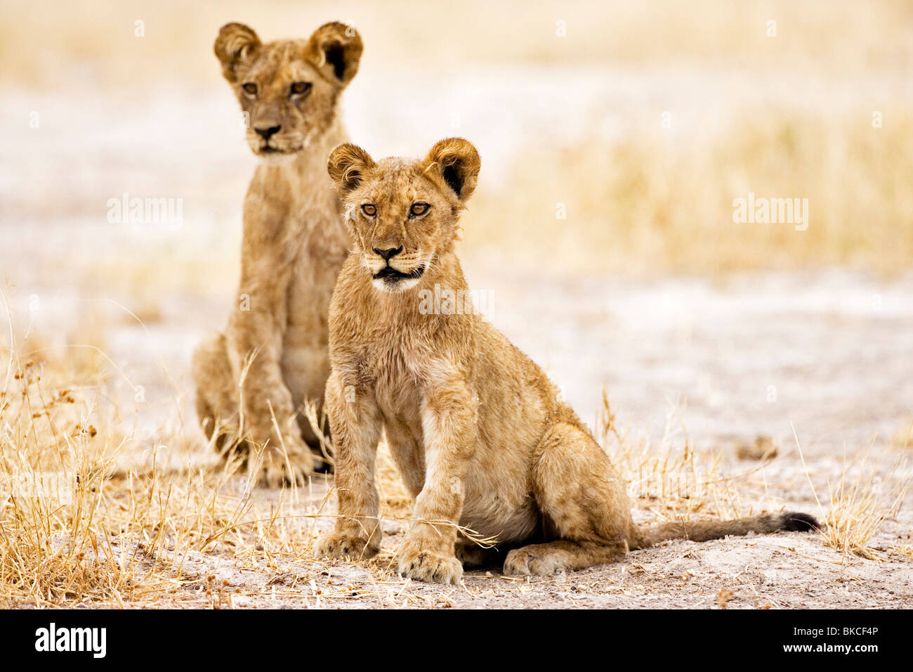 Lionesses with young hi-res stock photography and images - Alamy