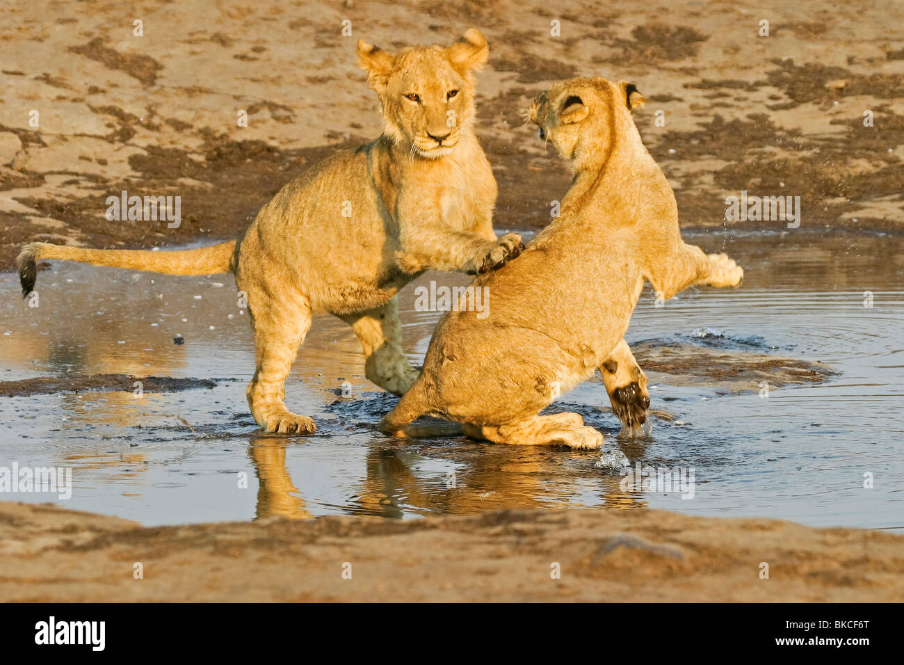 Lions baby playing hi-res stock photography and images - Alamy