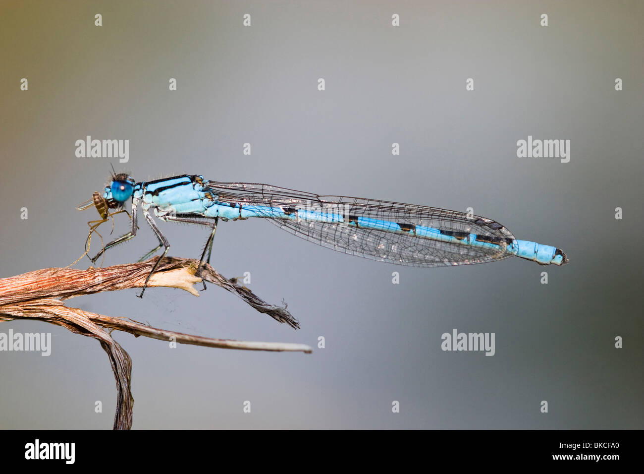 Bluet damselflies hi-res stock photography and images - Alamy