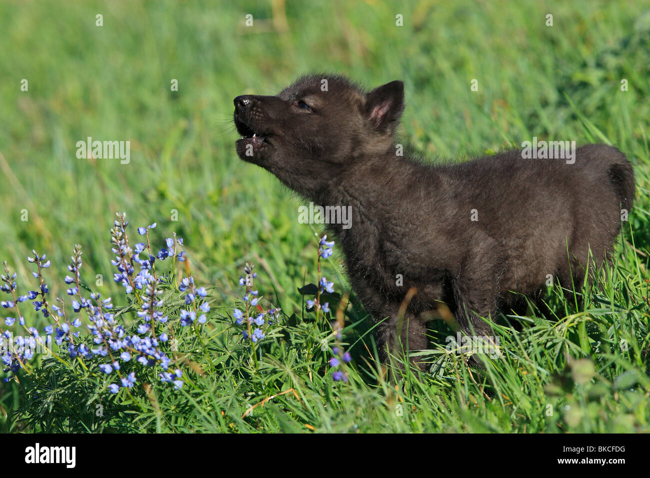 Black Wolf Pup Howling