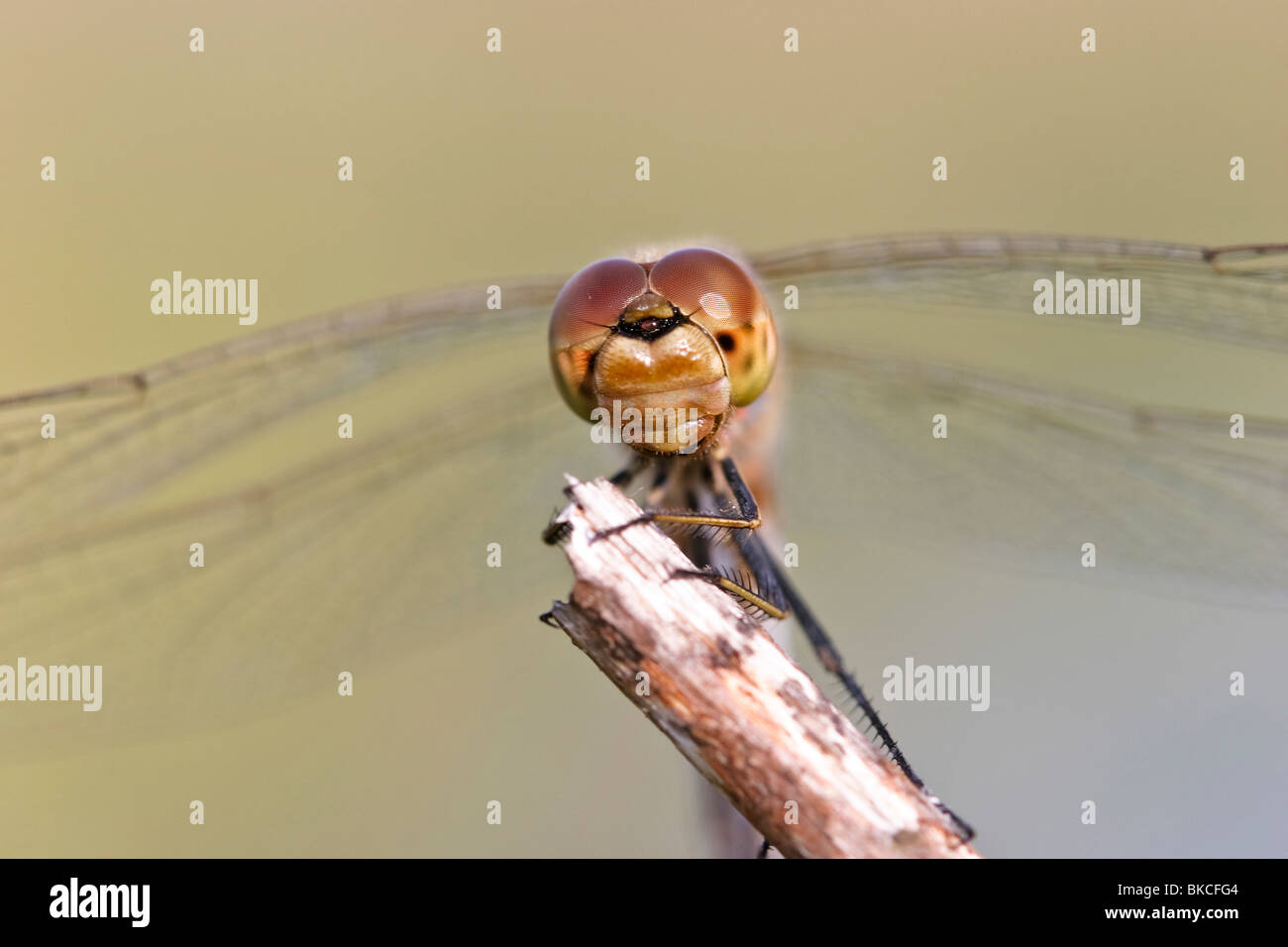Red darters hi-res stock photography and images - Alamy