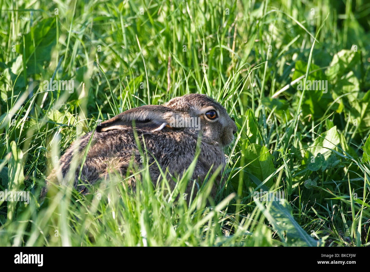 Hare side view hi-res stock photography and images - Alamy