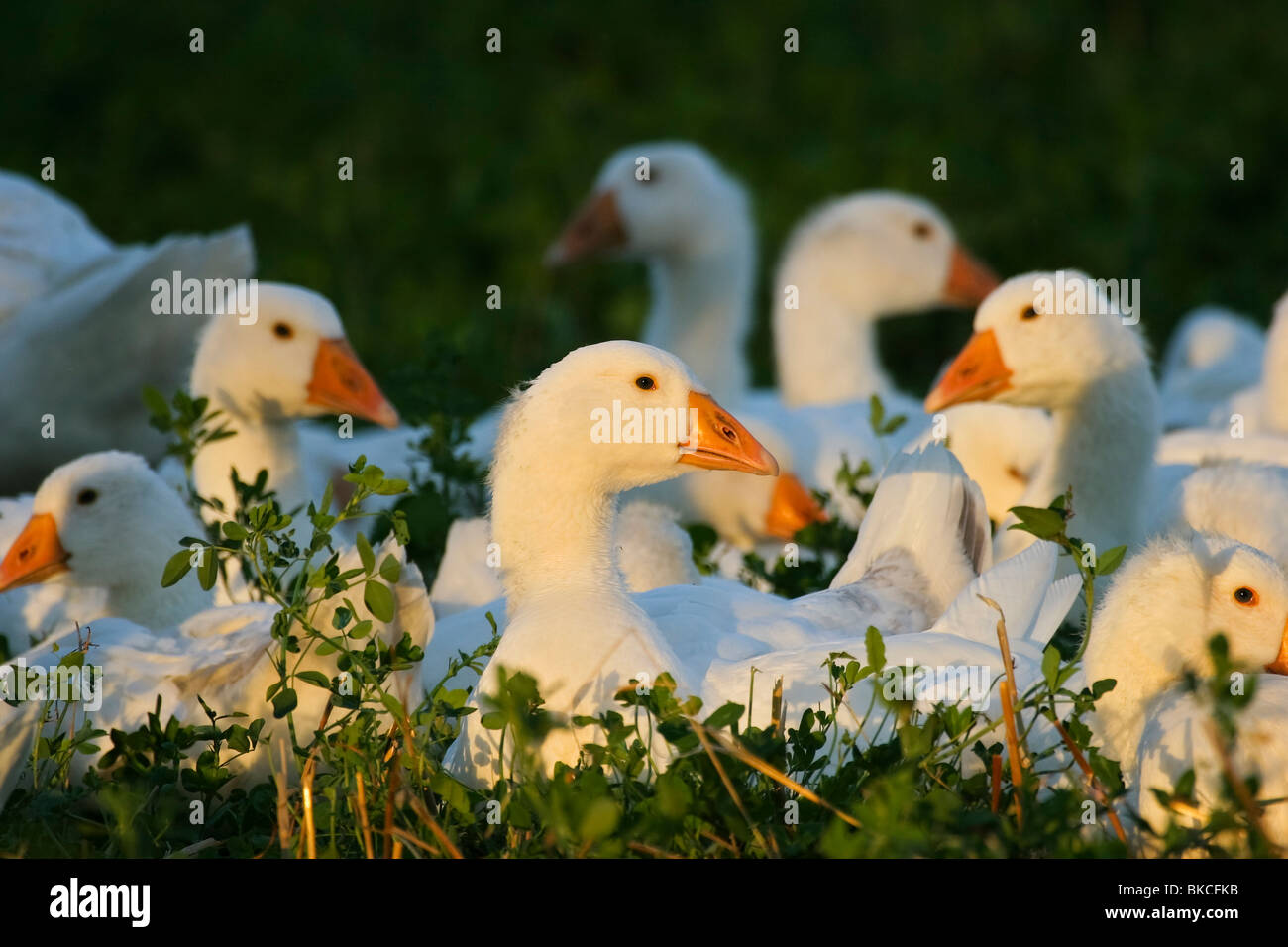 Anseriformes geese hi-res stock photography and images - Alamy