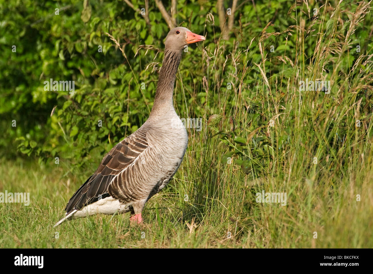 Grassland goose hi-res stock photography and images - Alamy