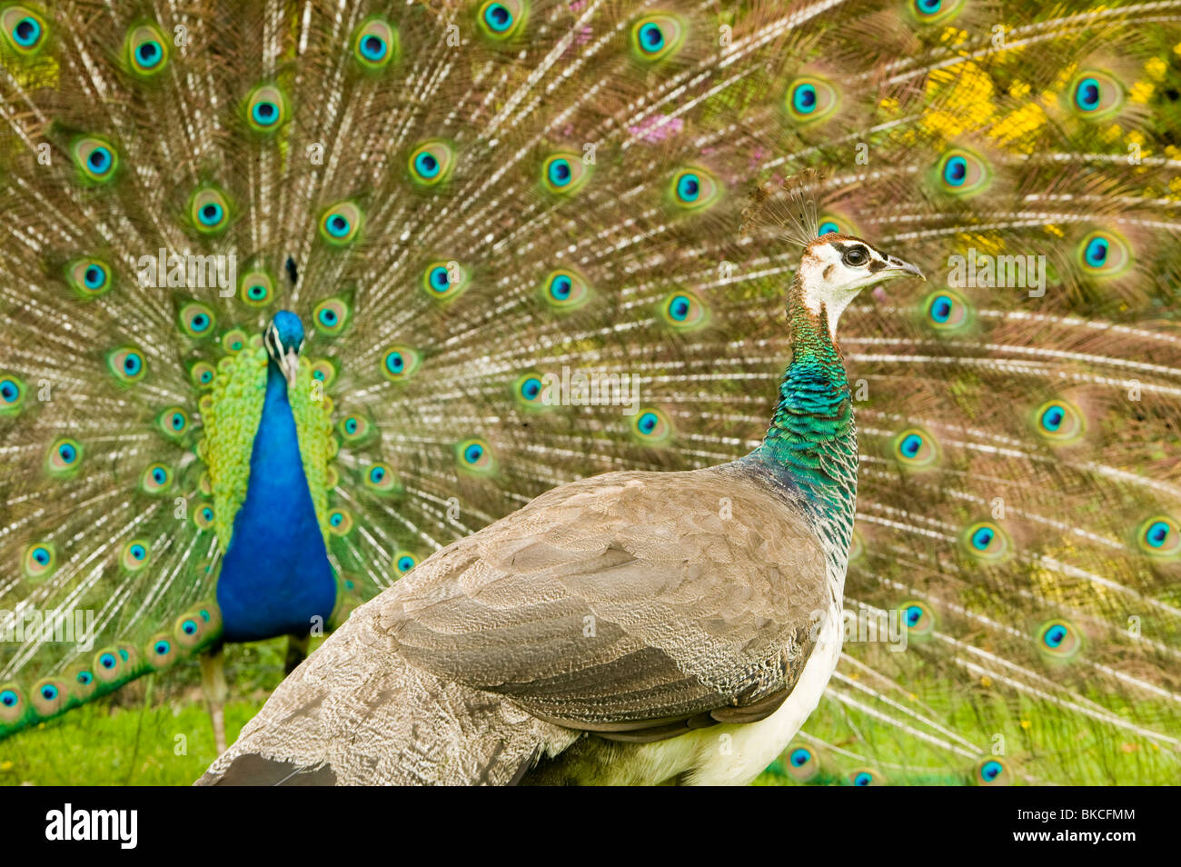 Male and female peacock hi-res stock photography and images - Alamy