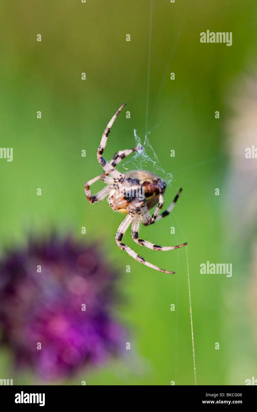 European garden spider Stock Photo - Alamy