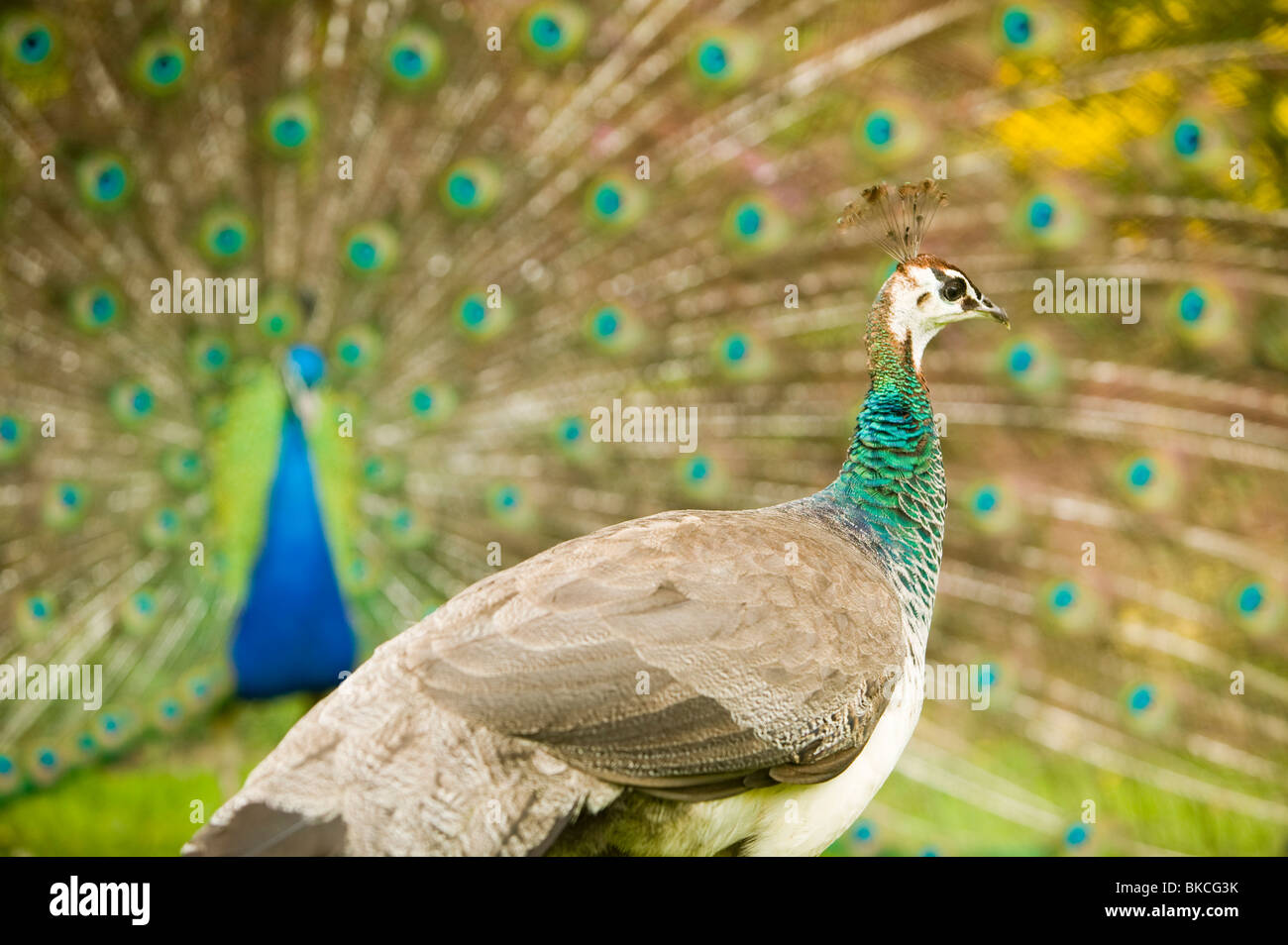 A male peacock displaying to a female Stock Photo - Alamy