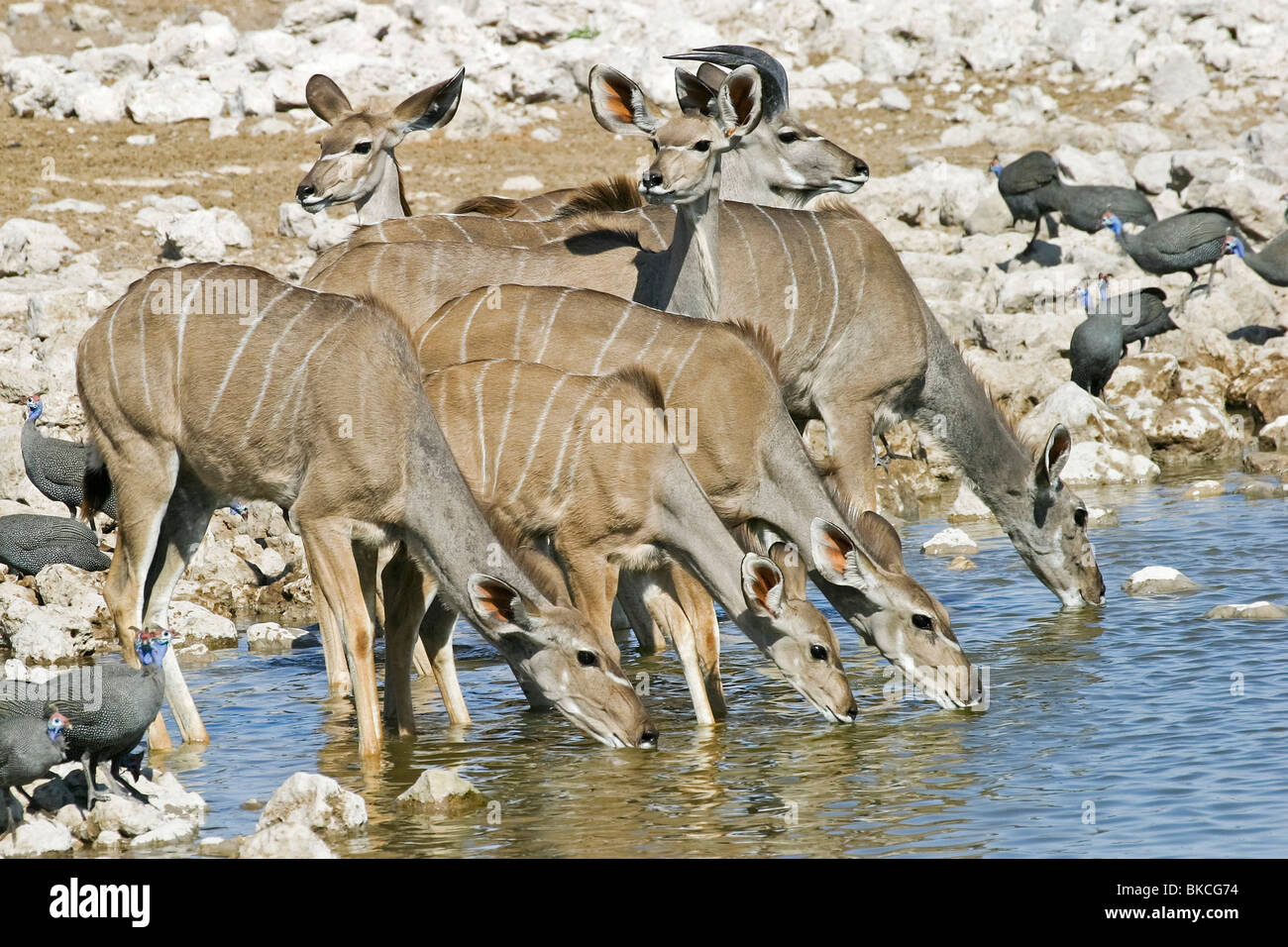 drinking greater kudus Stock Photo - Alamy