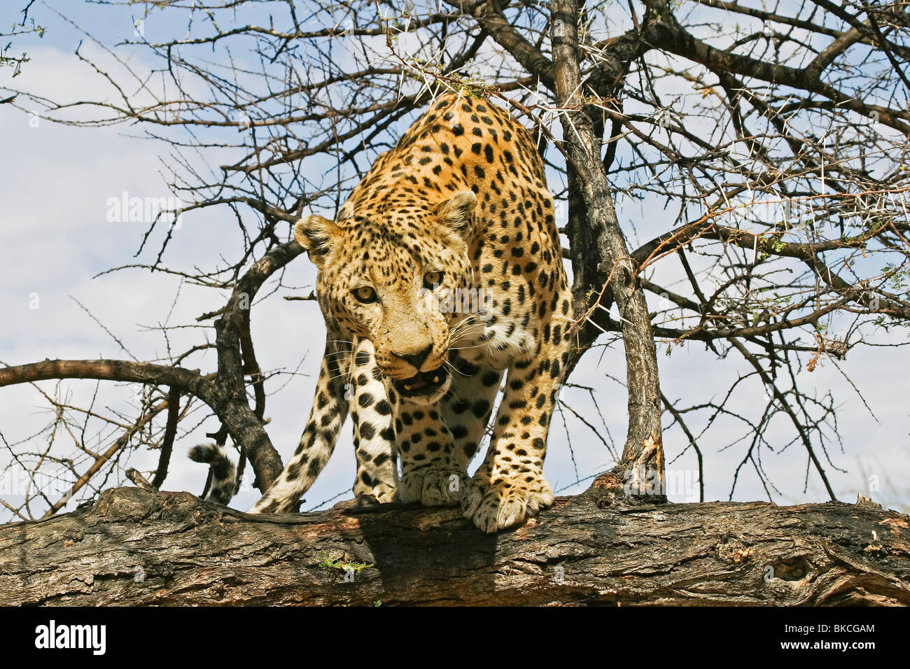 Leopard stands hi-res stock photography and images - Alamy