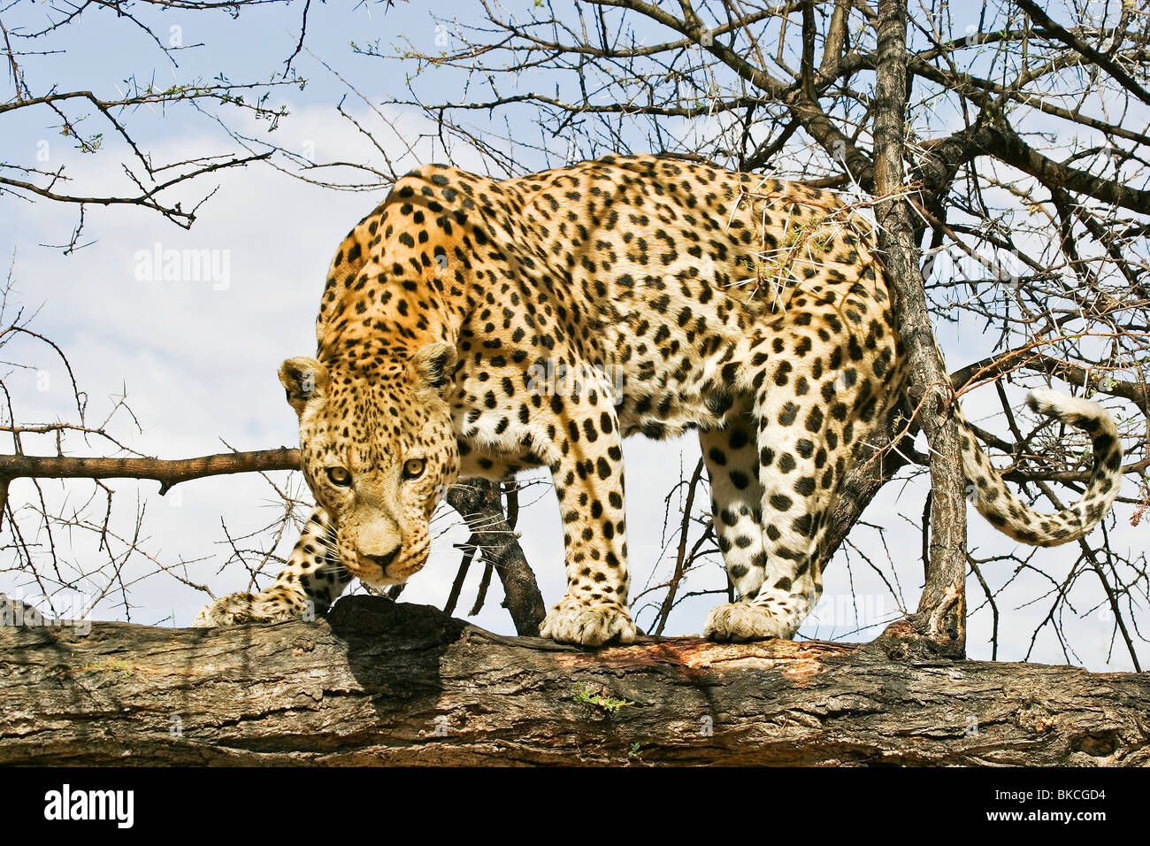Leopard stands hi-res stock photography and images - Alamy
