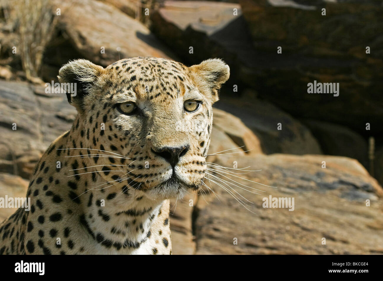 Leopards 1 hi-res stock photography and images - Alamy