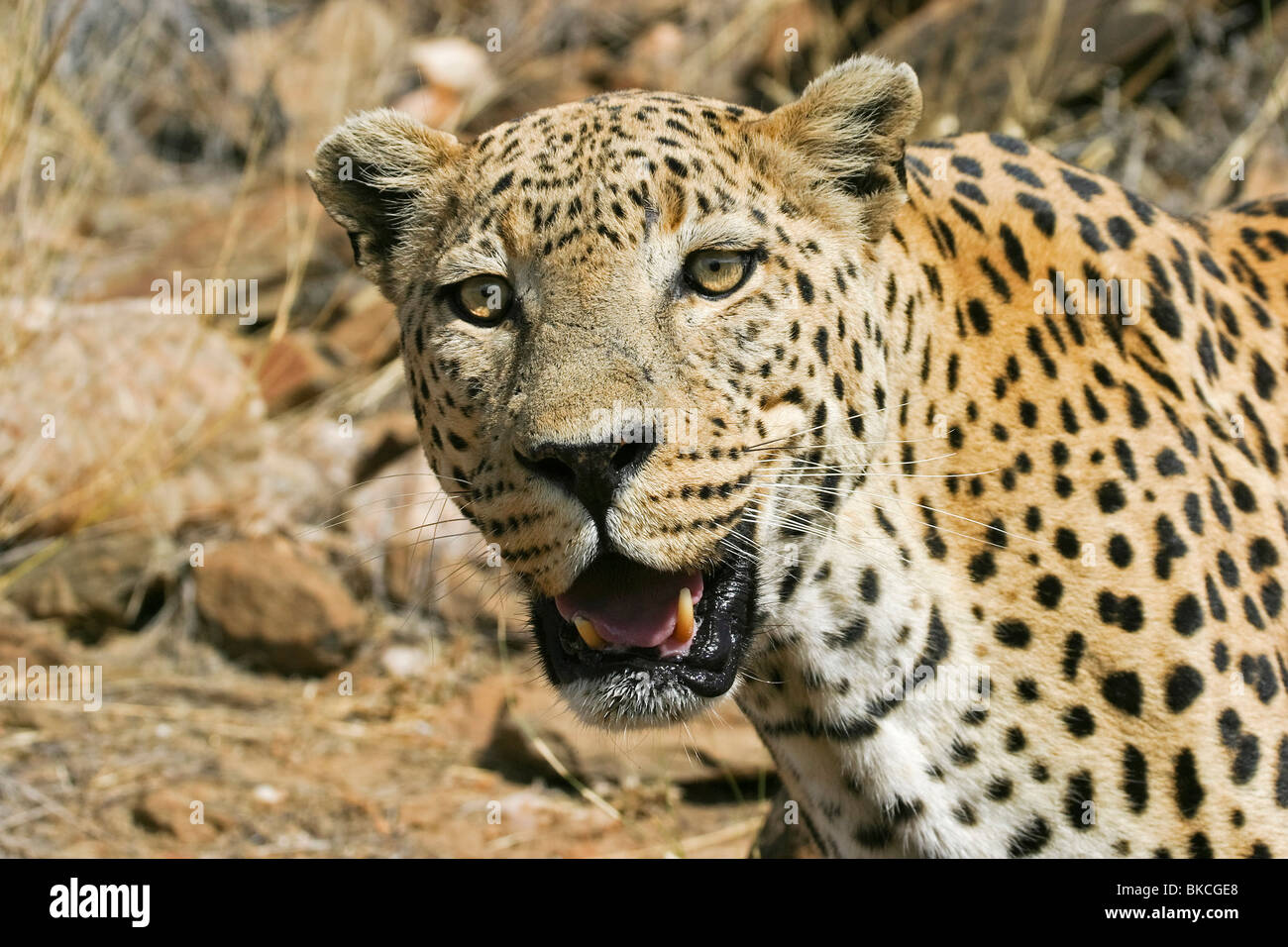 Leopards 1 hi-res stock photography and images - Alamy