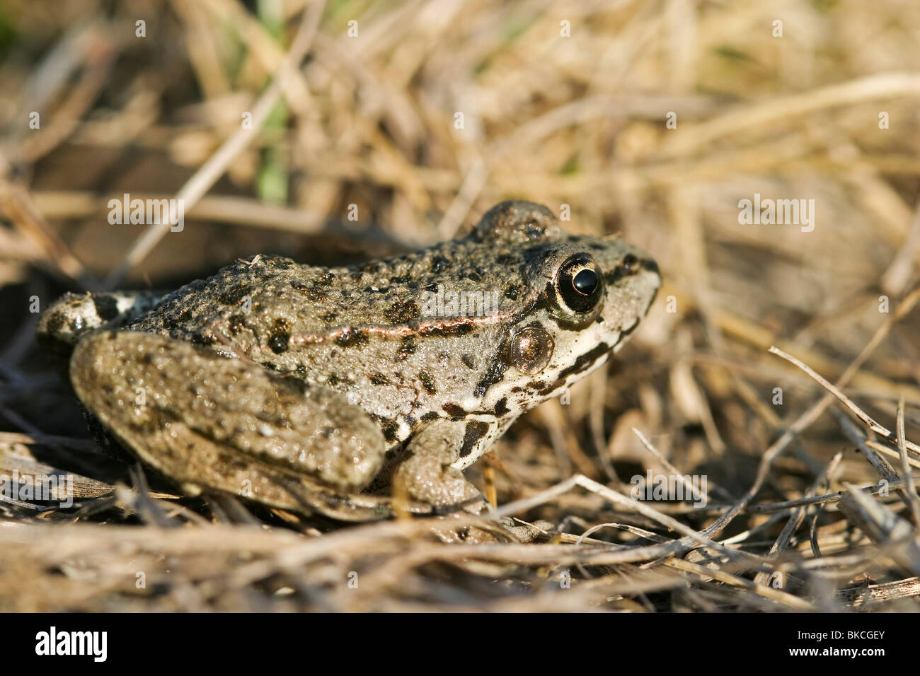 Side view of toad hi-res stock photography and images - Alamy