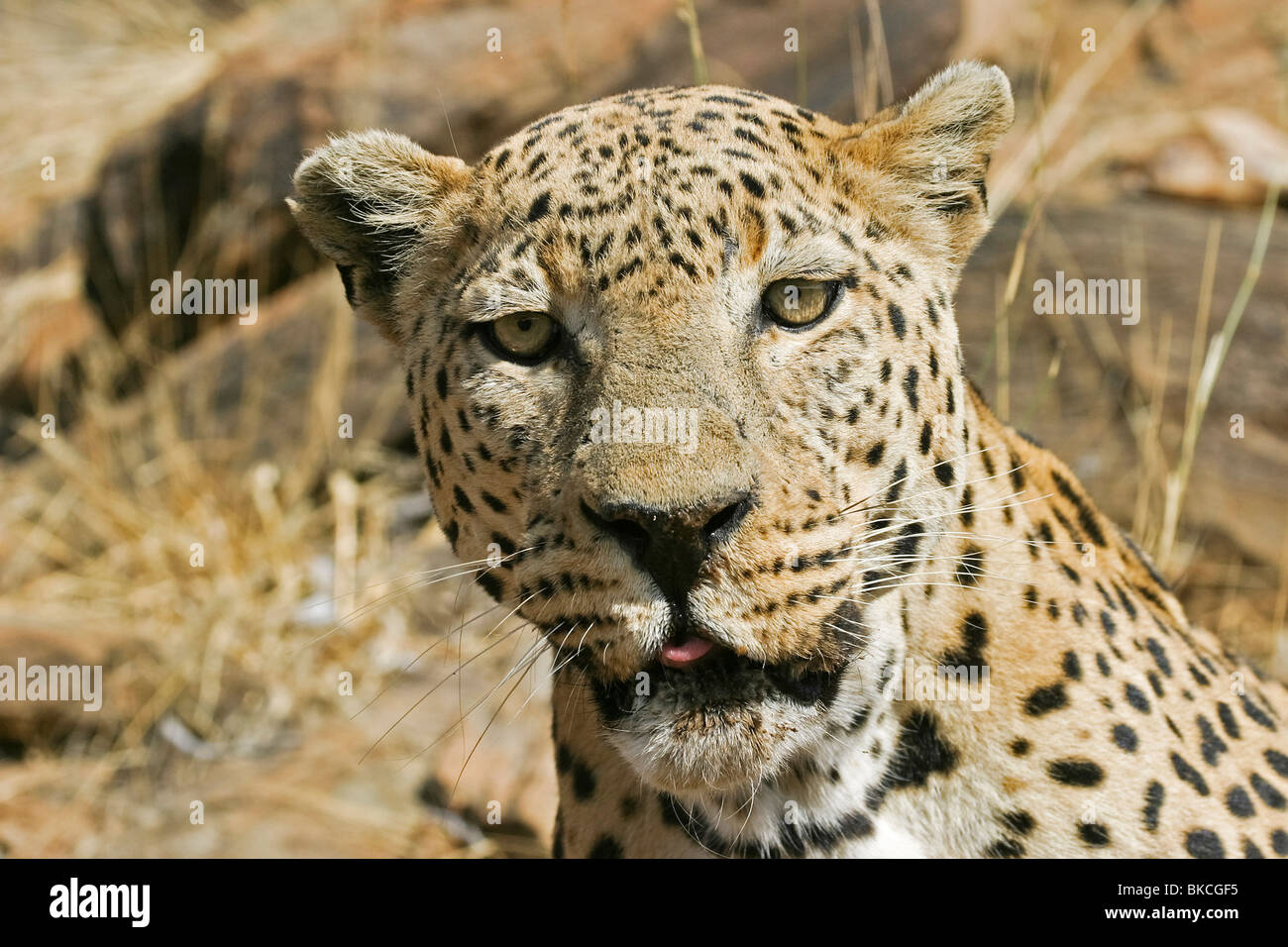 Leopards 1 hi-res stock photography and images - Alamy