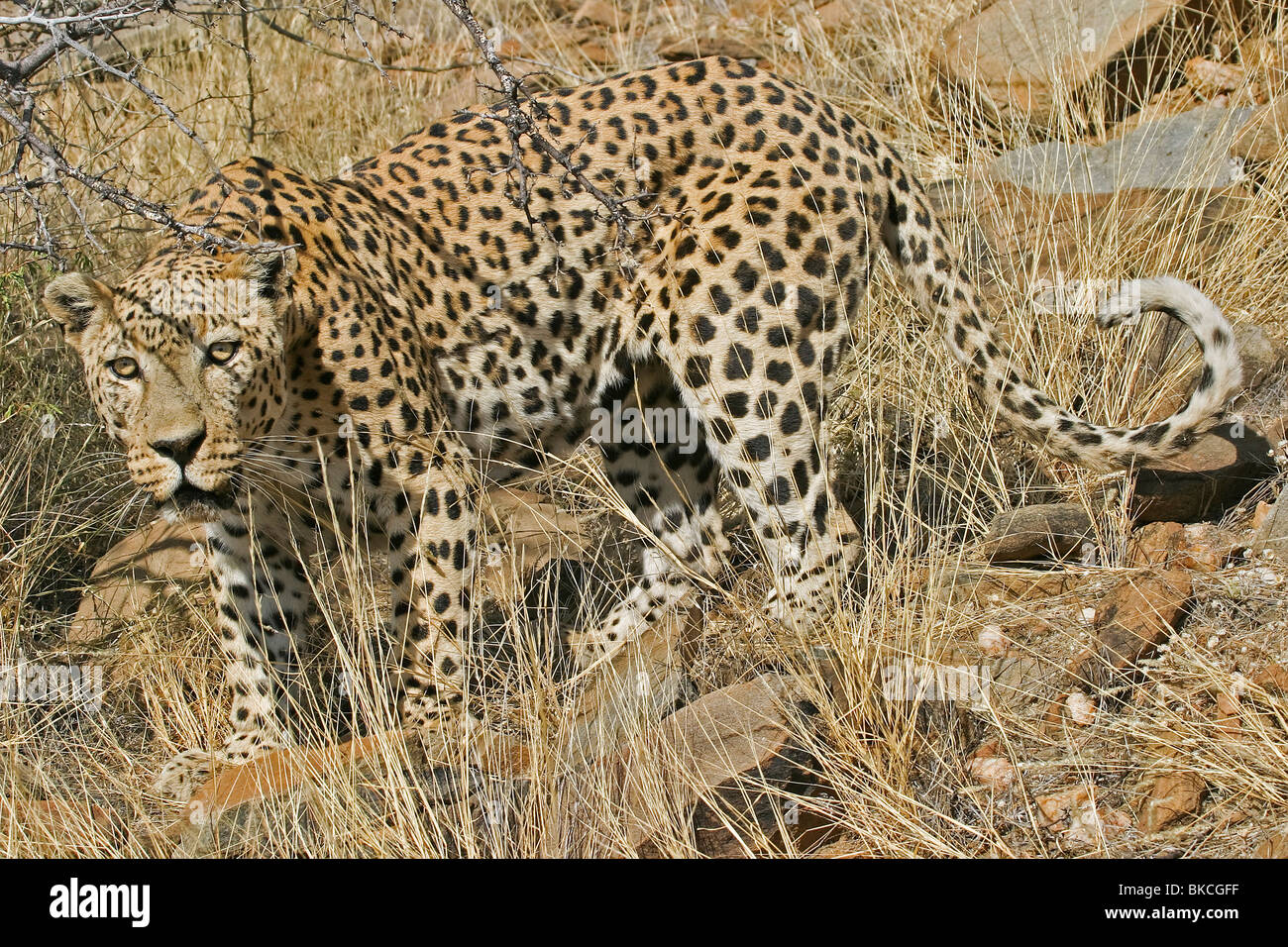 Leopards plant hi-res stock photography and images - Alamy