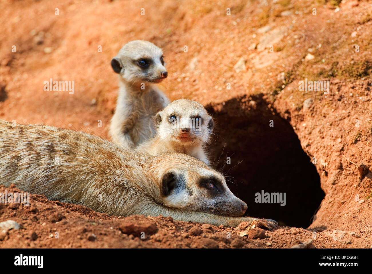 Suricat family hi-res stock photography and images - Alamy