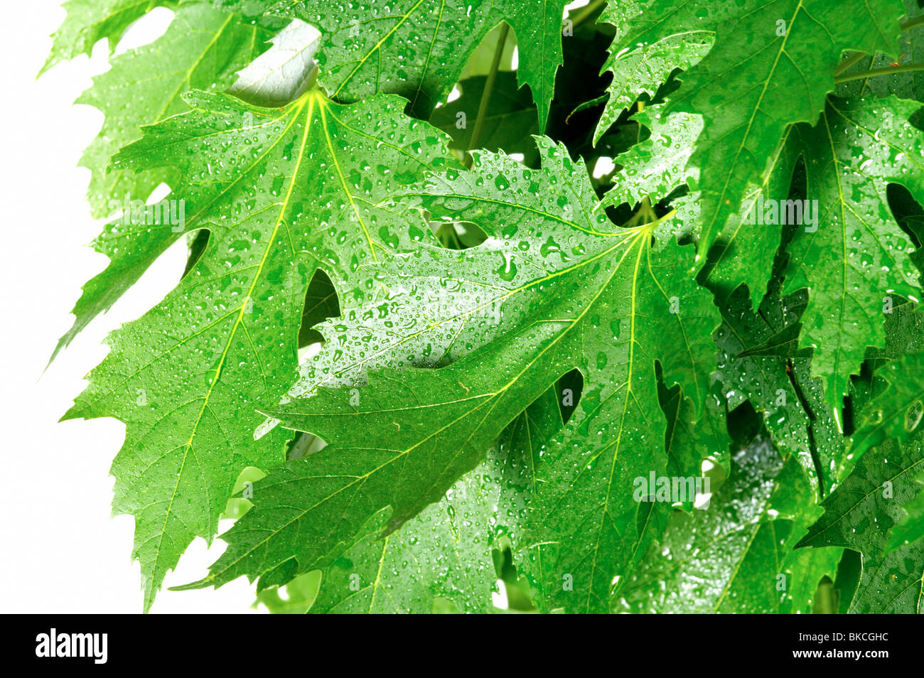 Green plant leaves water drops hi-res stock photography and images - Alamy