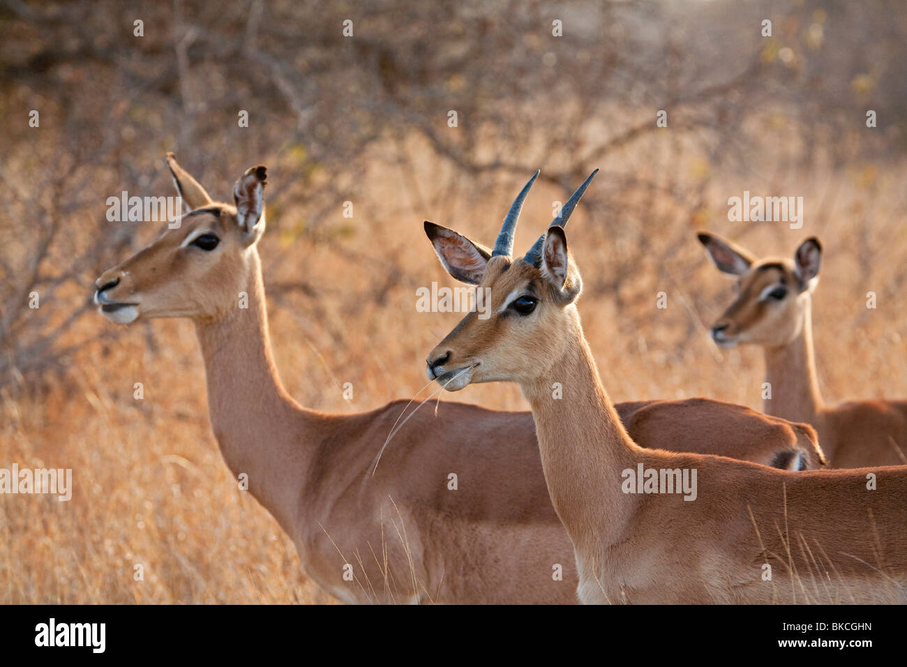 The impalas hi-res stock photography and images - Alamy