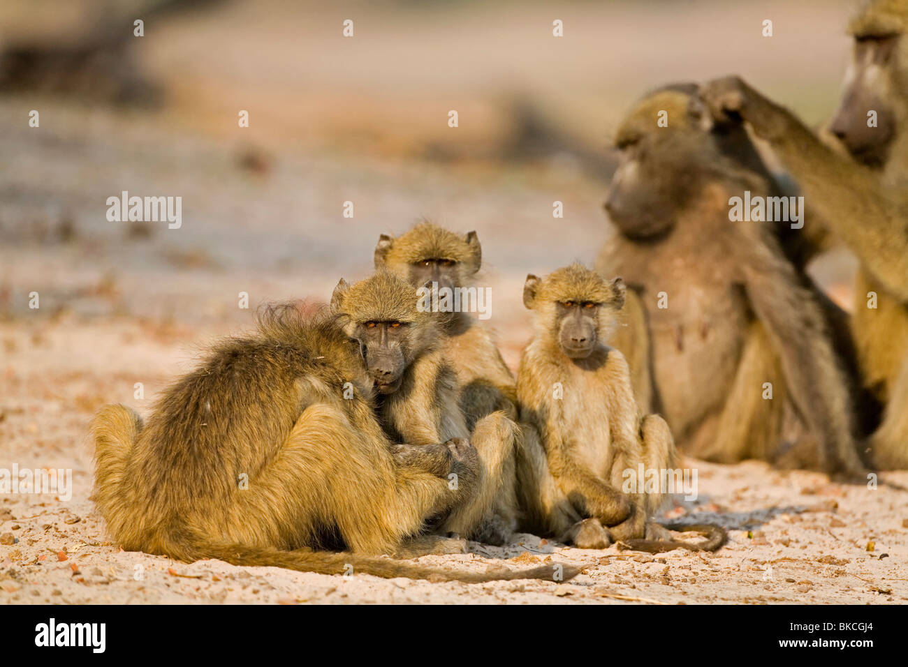 Dog licking itself hi-res stock photography and images - Alamy