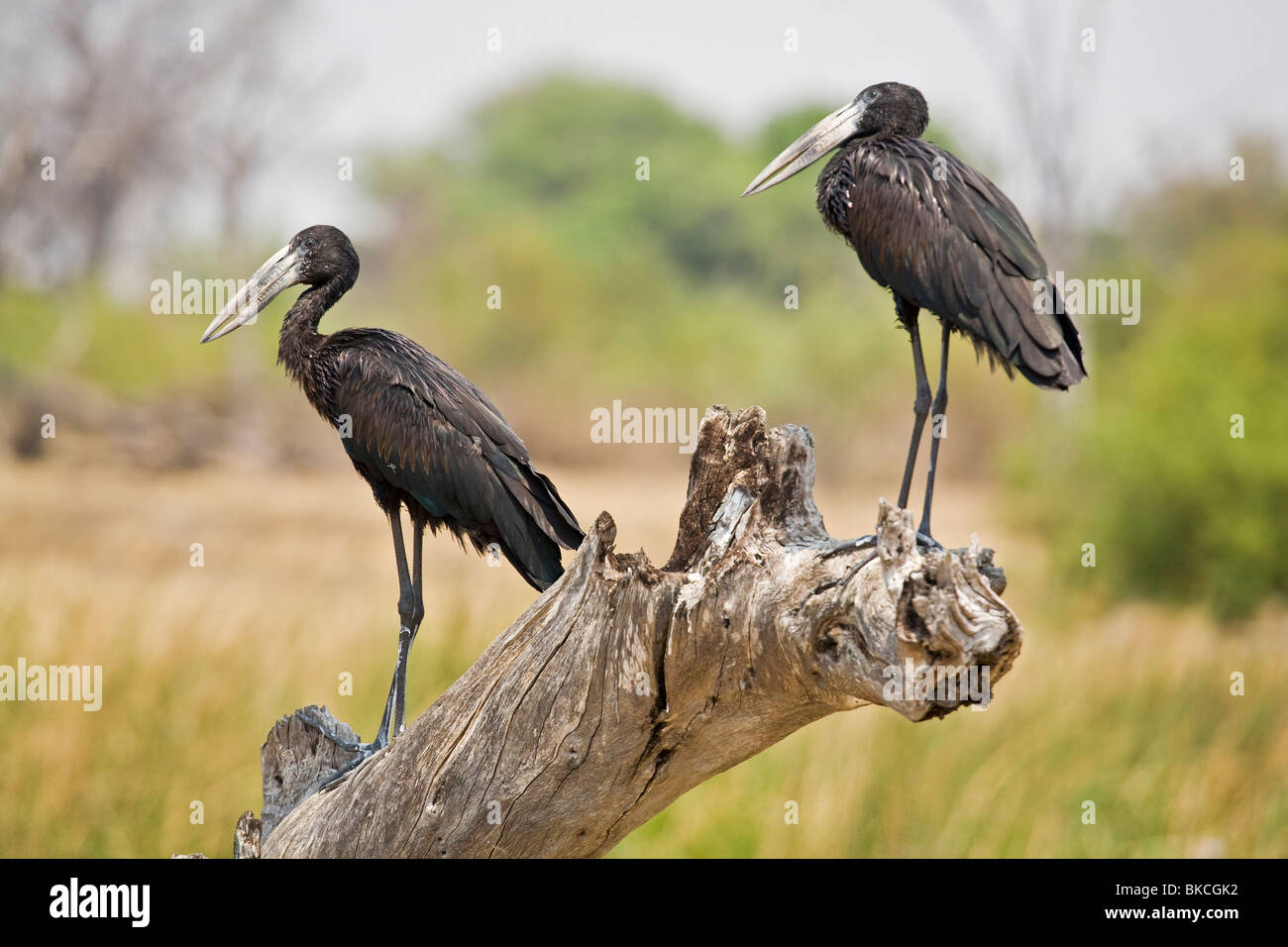 African openbill storks hi-res stock photography and images - Alamy