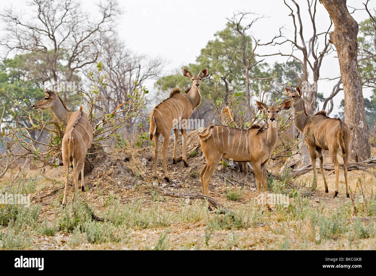 Group of kudus hi-res stock photography and images - Alamy