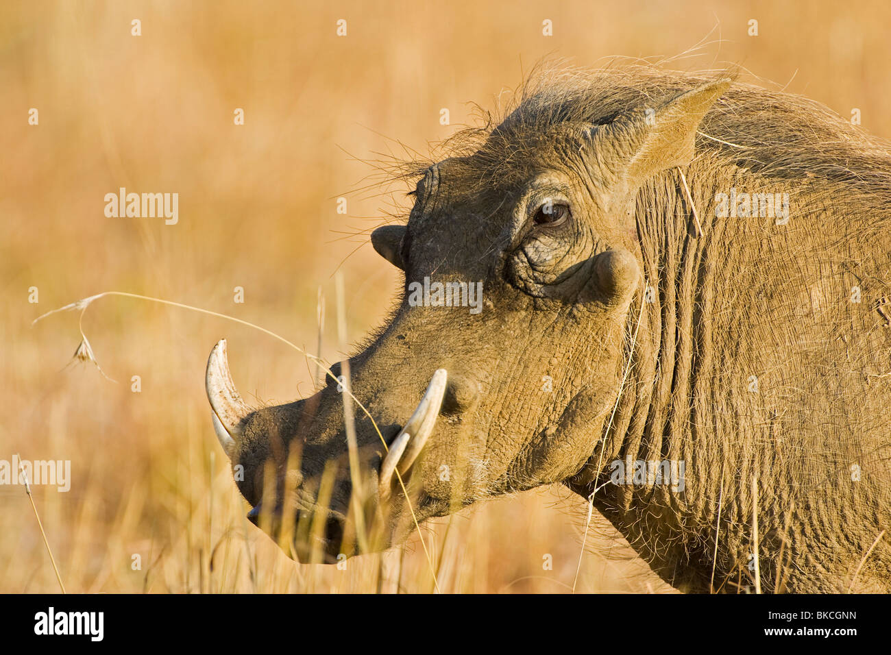 Warthog head hi-res stock photography and images - Alamy
