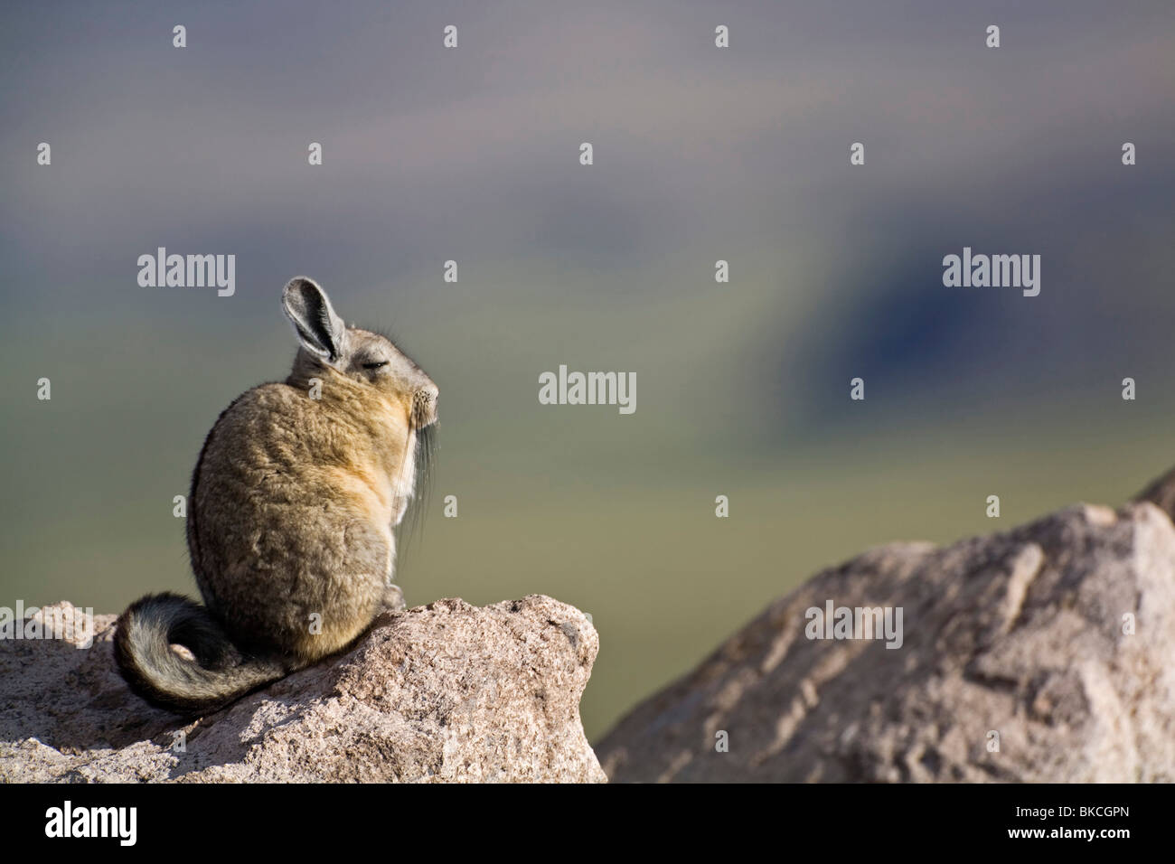 Viscachas hi-res stock photography and images - Alamy