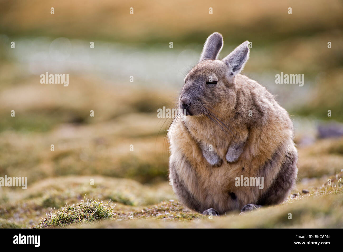 Viscachas hi-res stock photography and images - Alamy