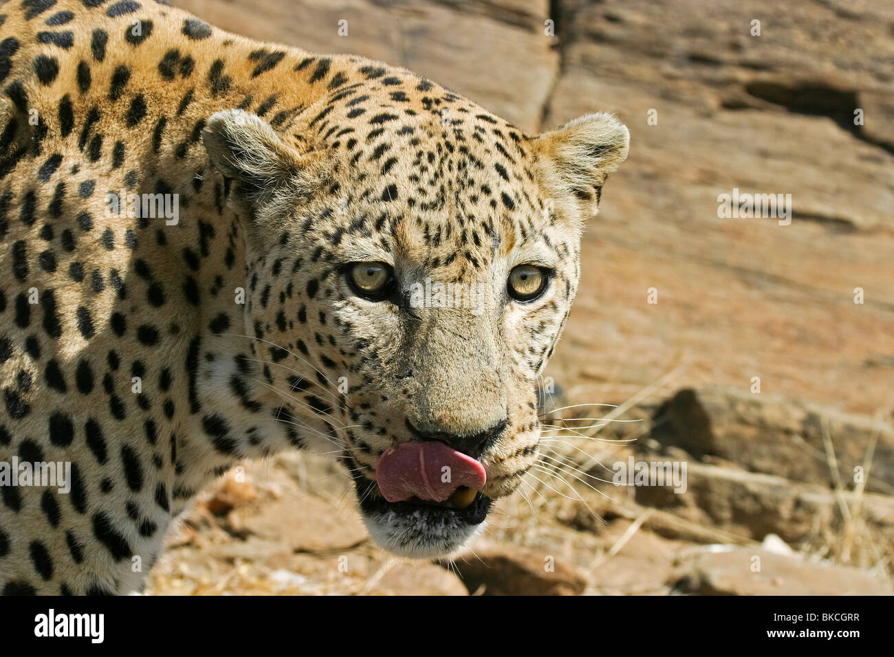 Leopard heads hi-res stock photography and images - Alamy