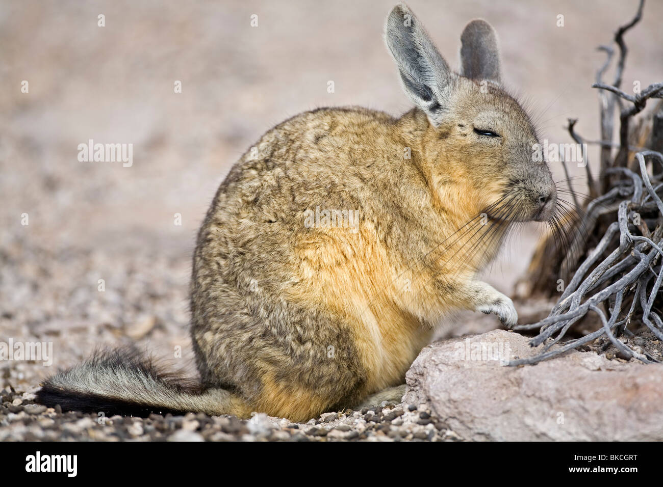 Viscachas hi-res stock photography and images - Alamy
