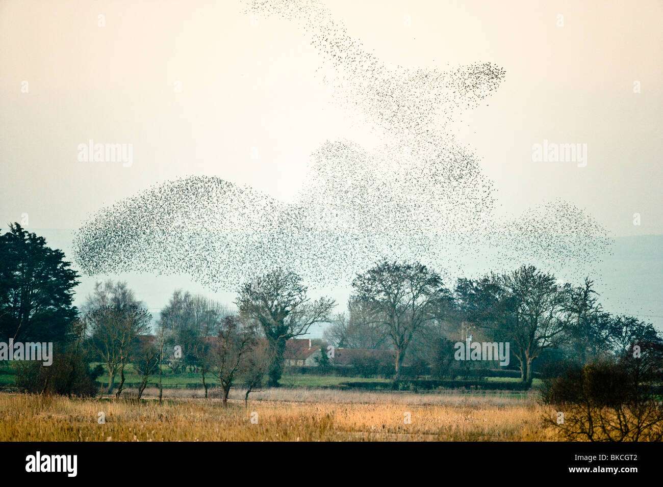 Collection of starlings hi-res stock photography and images - Alamy