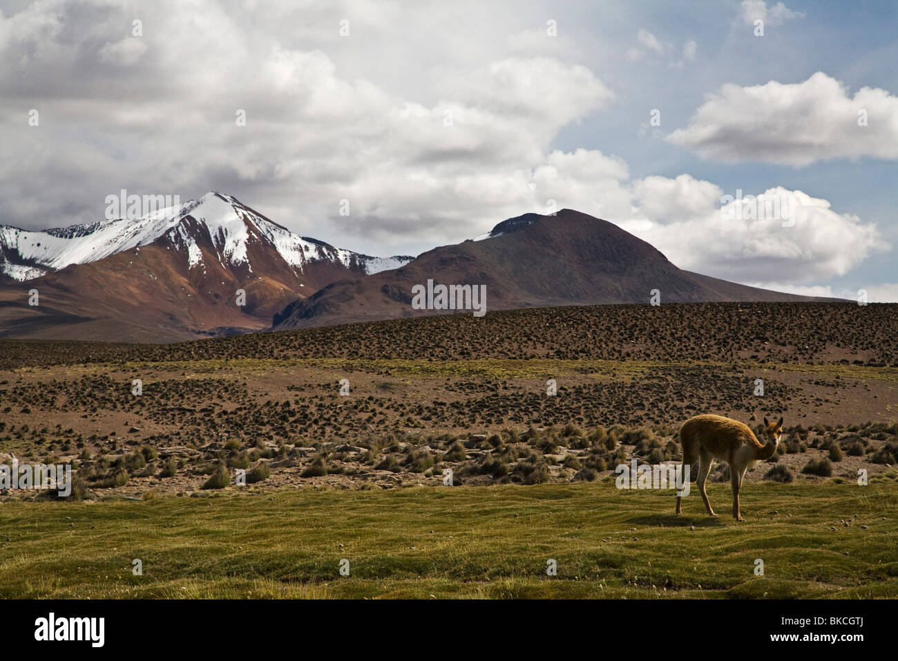 Camelids hi-res stock photography and images - Alamy