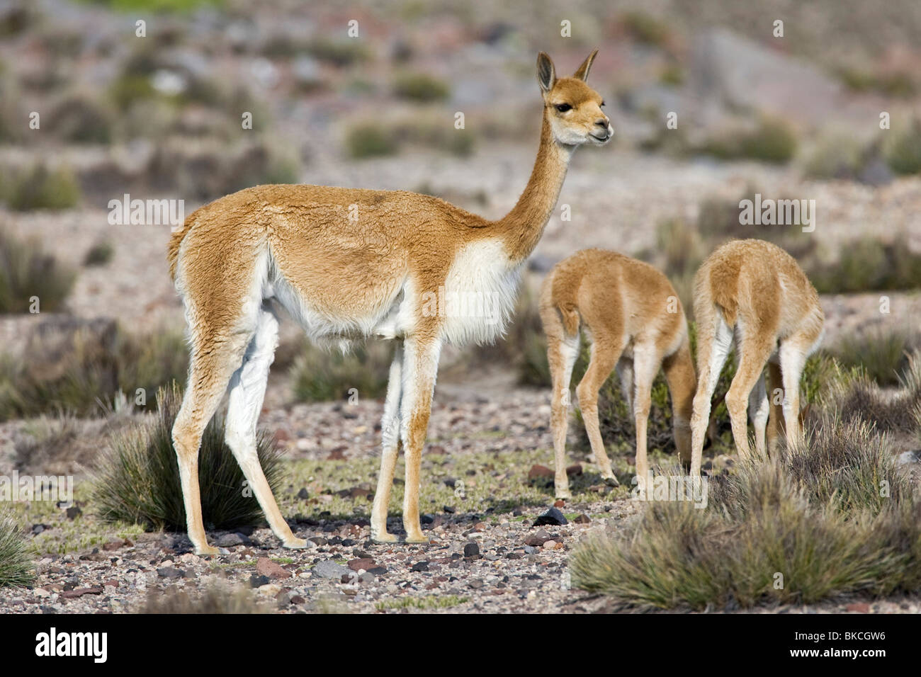 Vicuna eating grass hi-res stock photography and images - Alamy