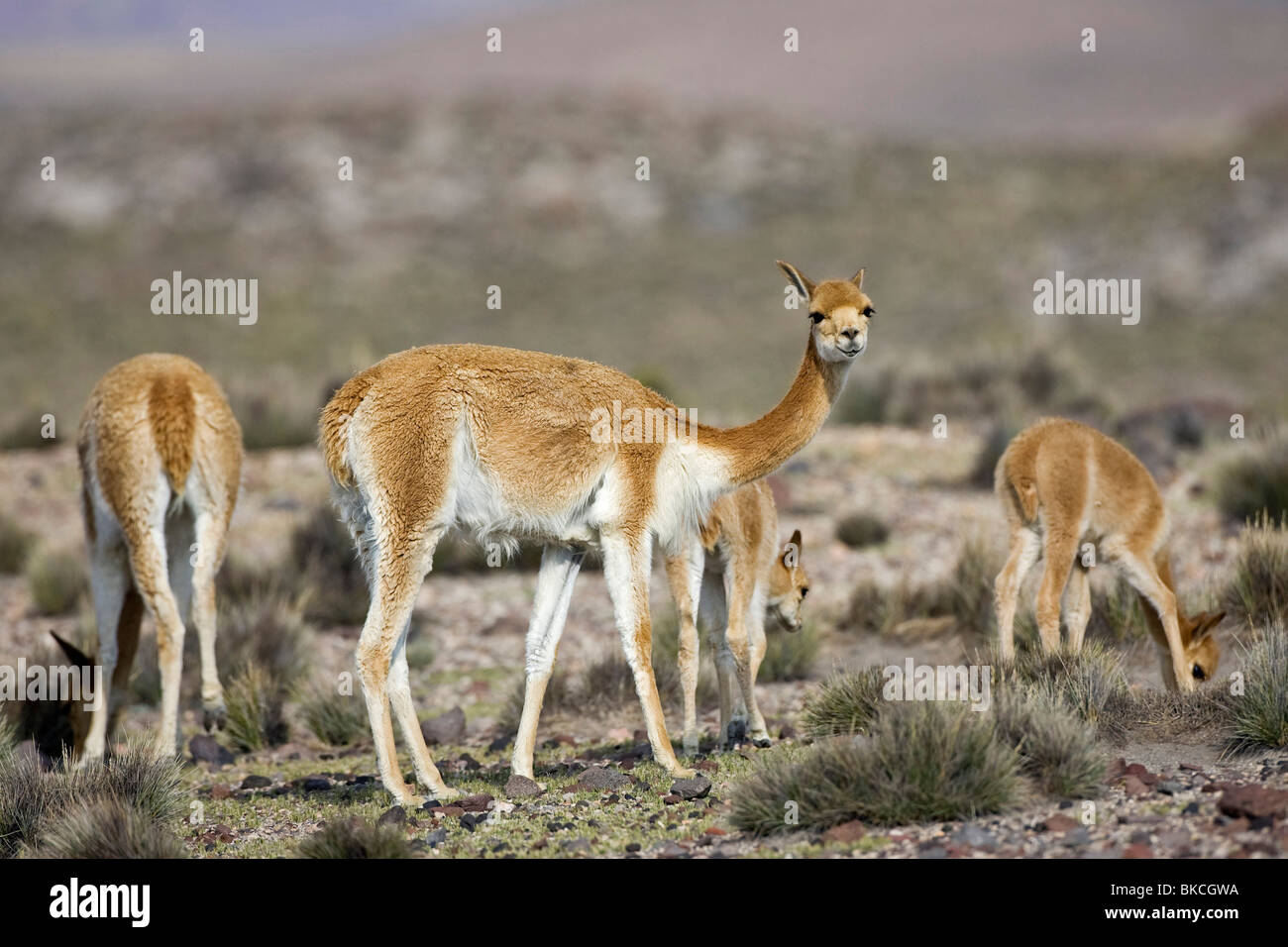 Vicuna eating grass hi-res stock photography and images - Alamy