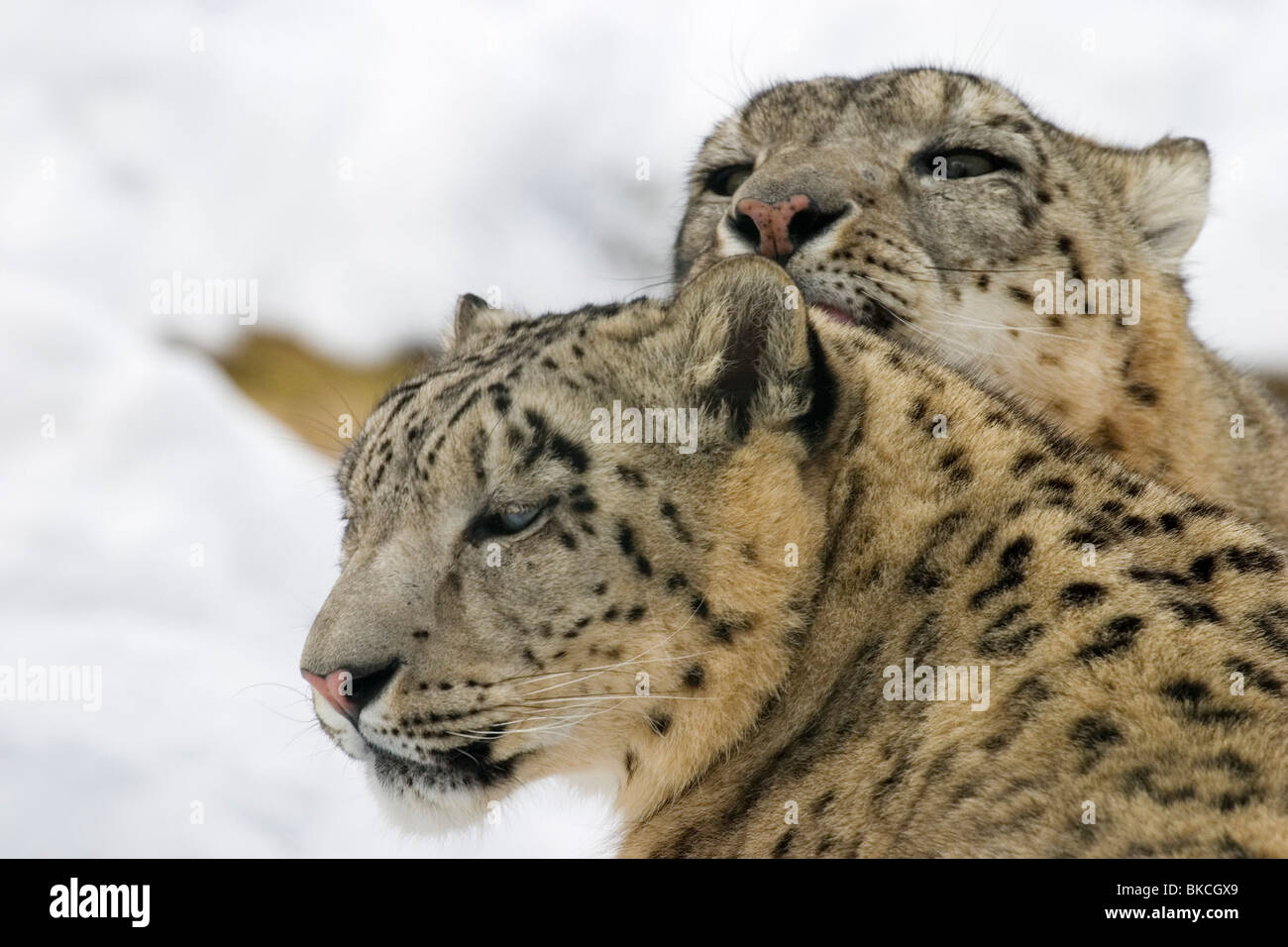 Leopards head hi-res stock photography and images - Alamy