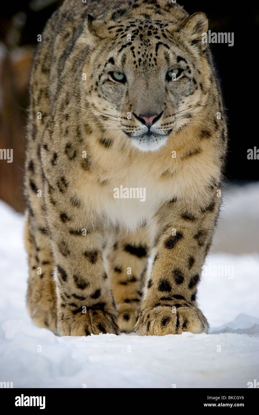 Leopard stands hi-res stock photography and images - Alamy