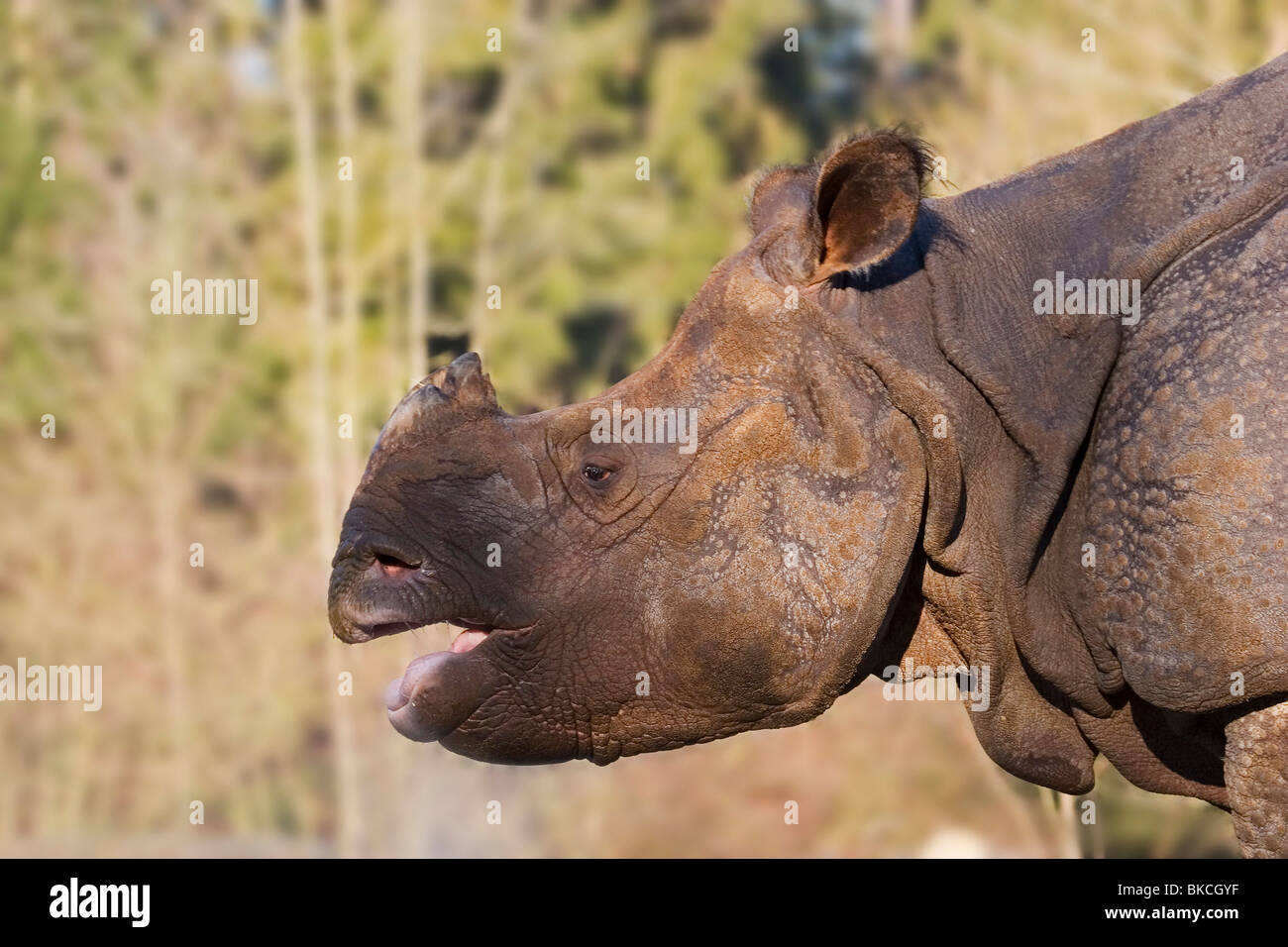Rhinoceros one horned rhinoceroses hi-res stock photography and images ...