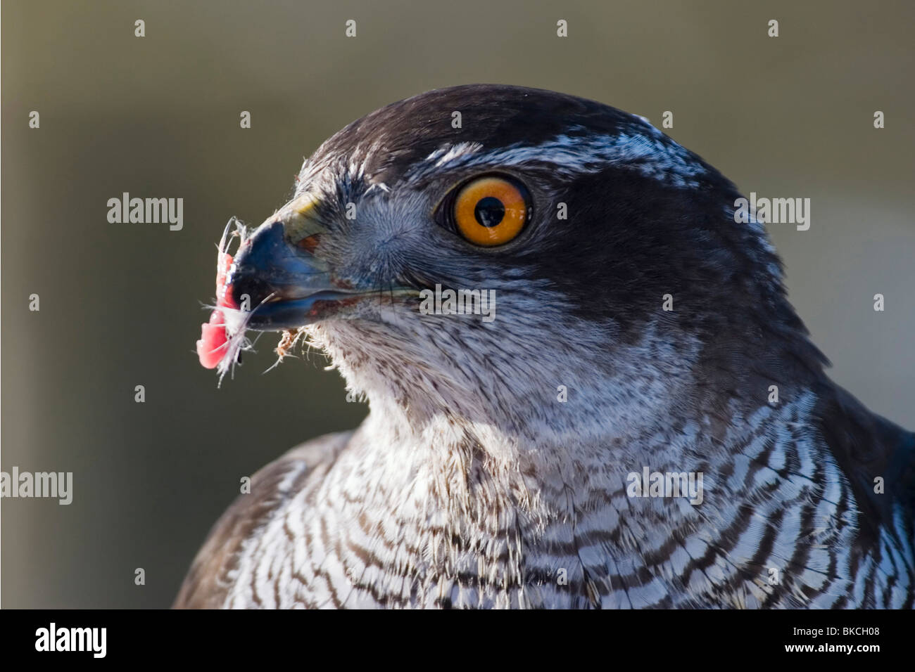 Flesh eating birds hi-res stock photography and images - Alamy